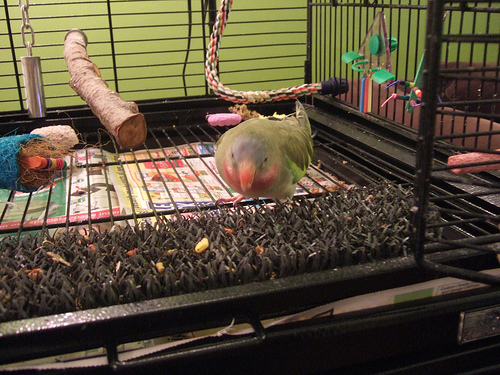 Little Guy’s Ground Foraging Mat « Foraging for Parrots