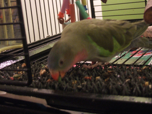 Little Guy’s Ground Foraging Mat « Foraging for Parrots